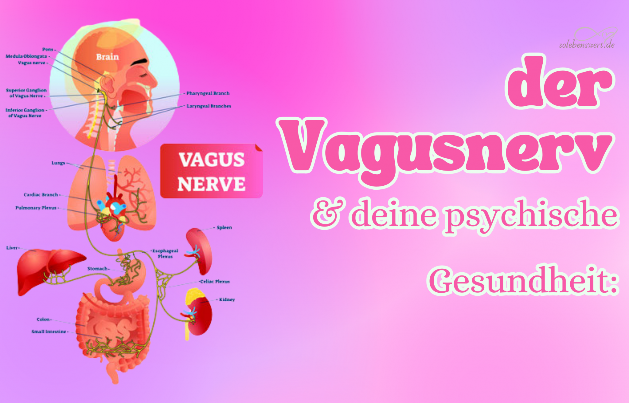 Vagusnerv - so stimulierst du ihn und damit deine Gesundheit - solebenswert